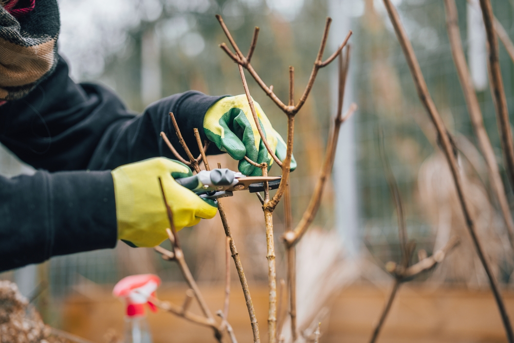 Fall Pruning Season - Royal Creations Architectural Landscaping